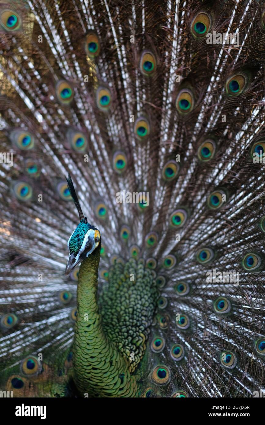Green javan peafowl (Pavo muticus) is seen in a display of spreaded ...