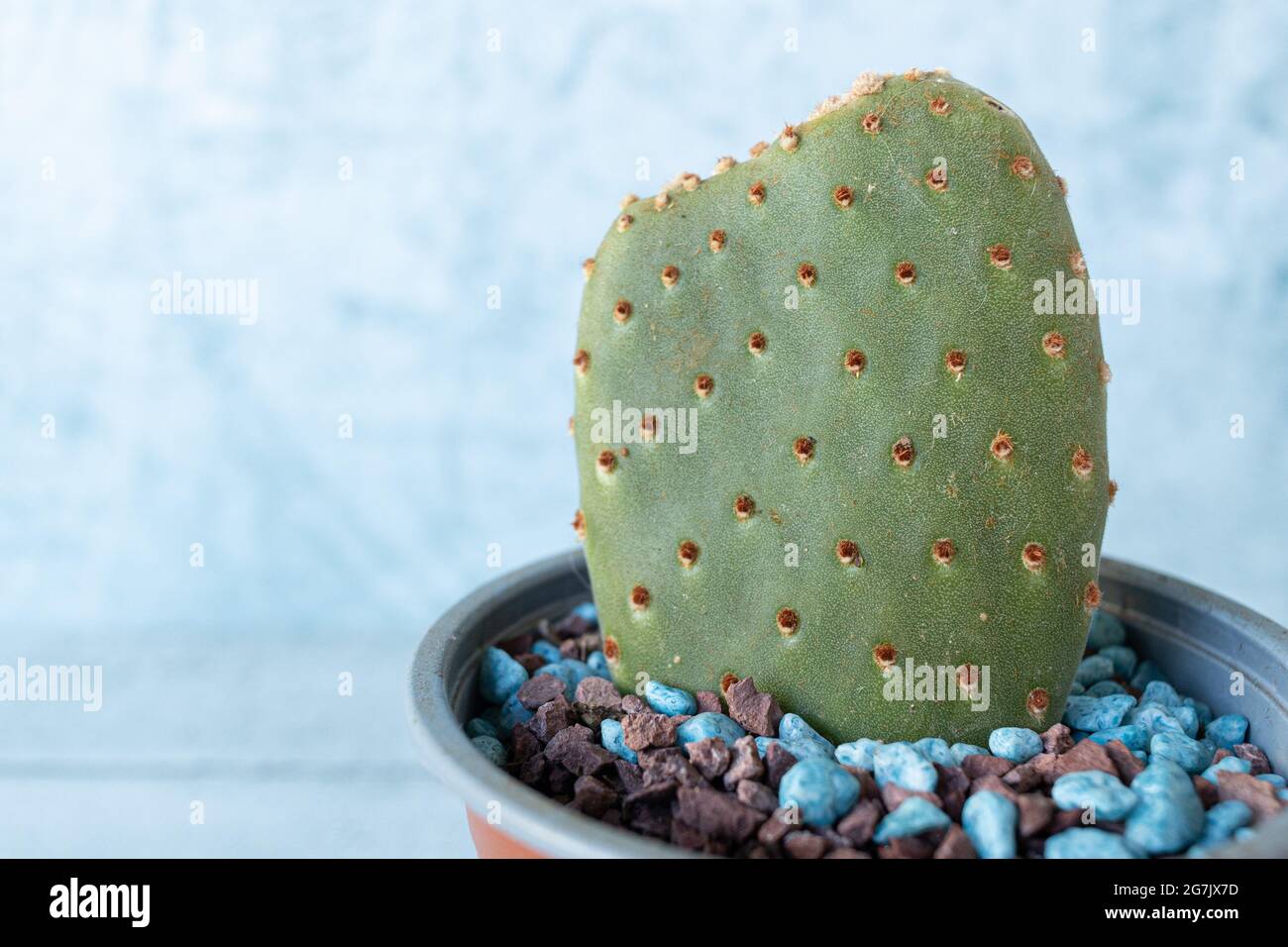Macro image of a cactus with pebbles on a light background Stock Photo ...