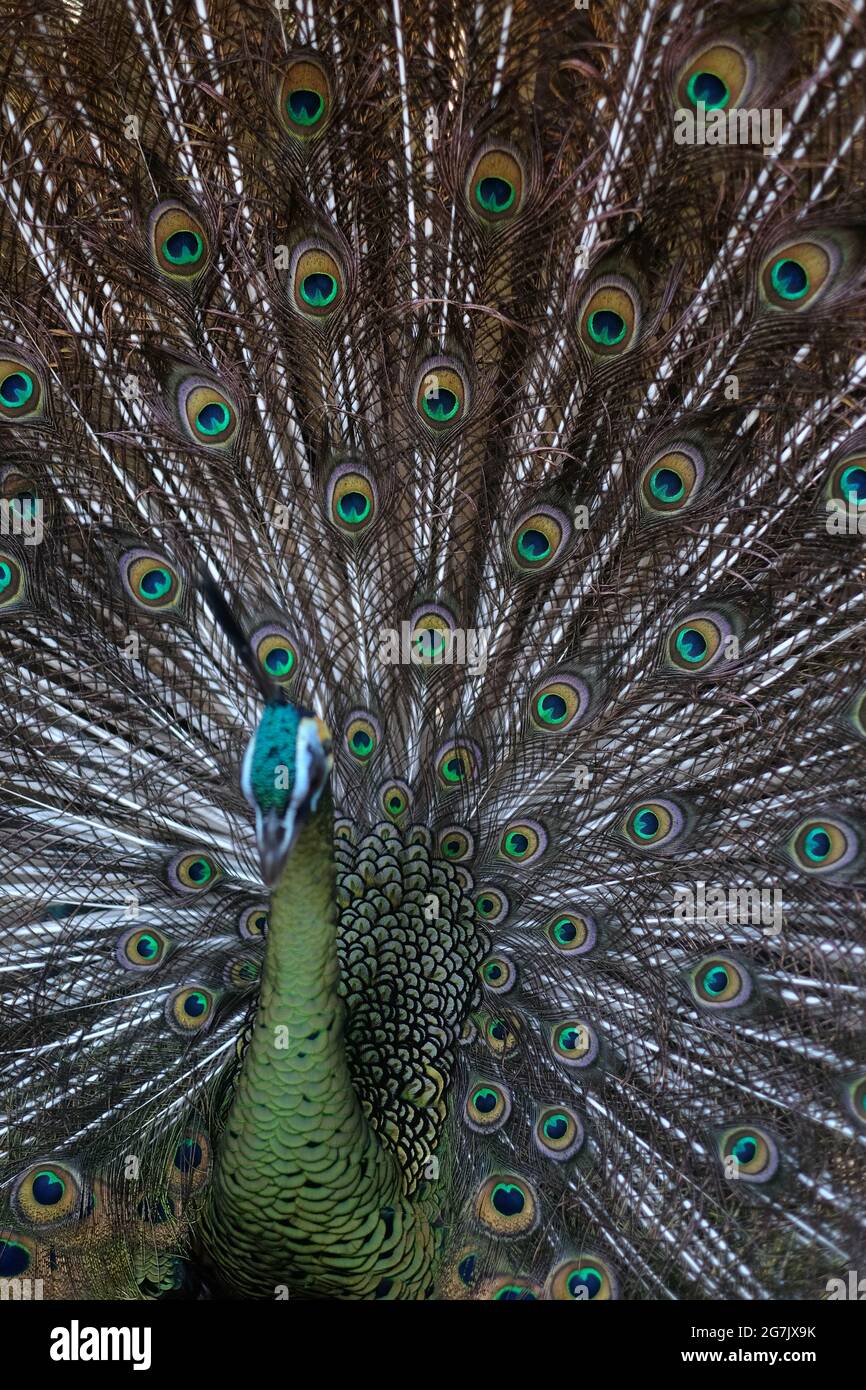 Morphology zoo hi-res stock photography and images - Alamy