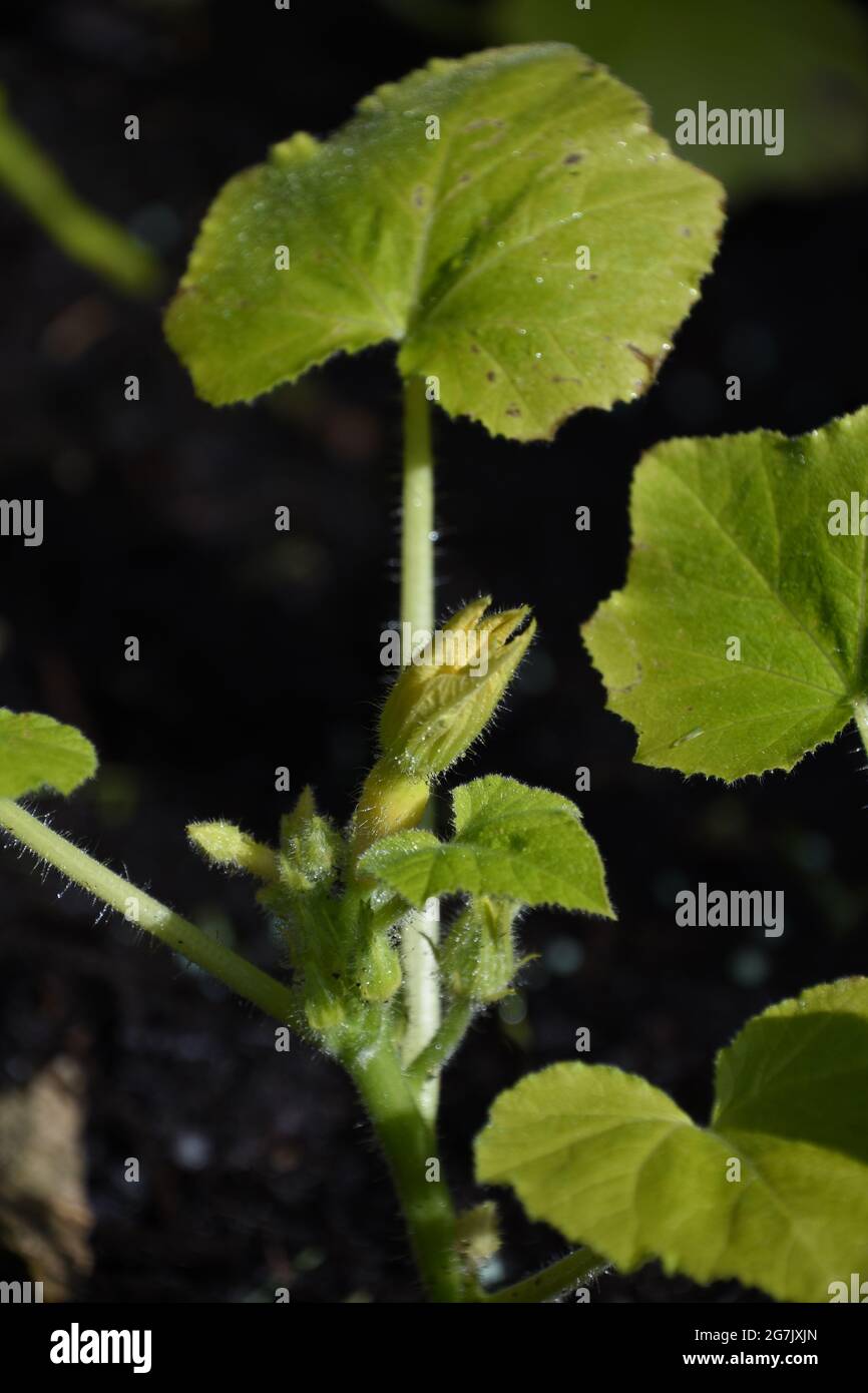 Spring vegetable garden with budding squash plant Stock Photo - Alamy