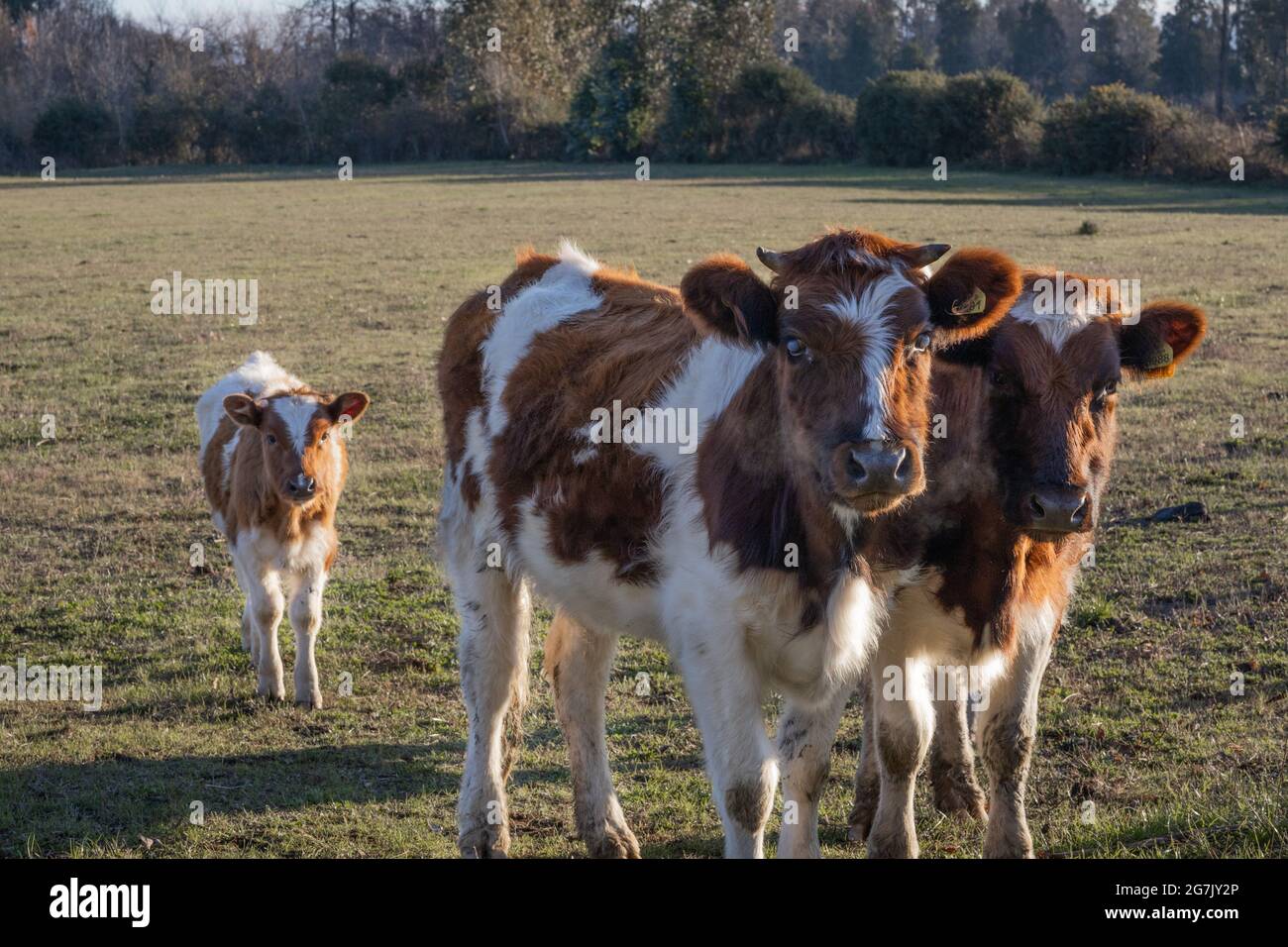 Two cows eating grass hi-res stock photography and images - Alamy