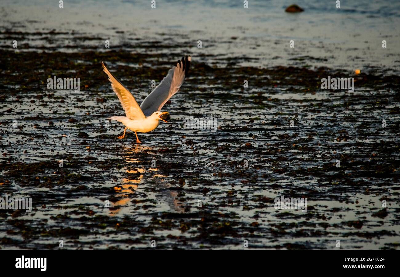 Seagull with muscle catch on the beach Stock Photo - Alamy