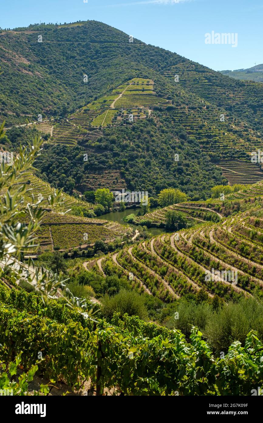Vertical shot of the paddy field terraces on the mountain slope under ...