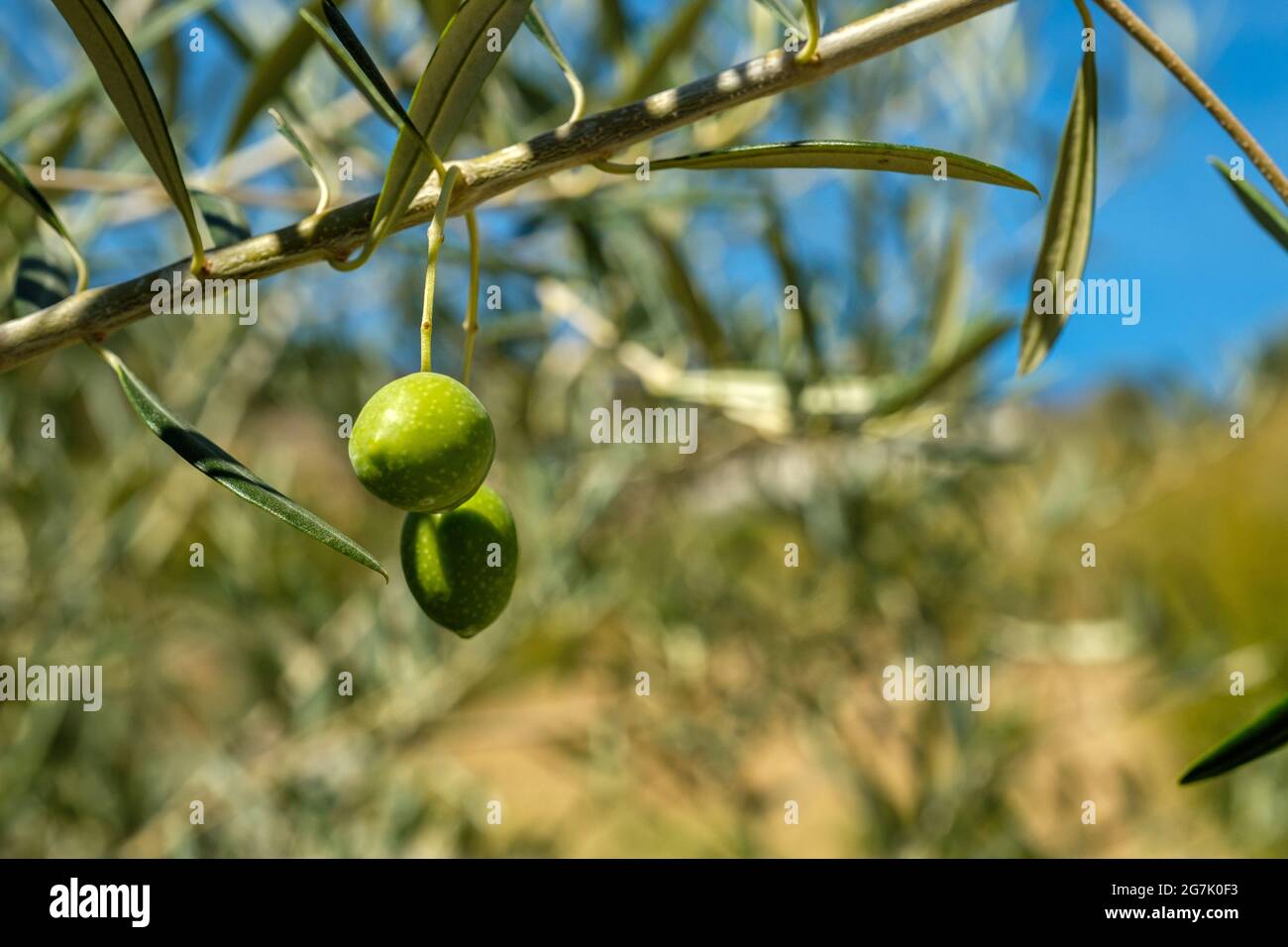 Olive tree shoot hi-res stock photography and images - Alamy