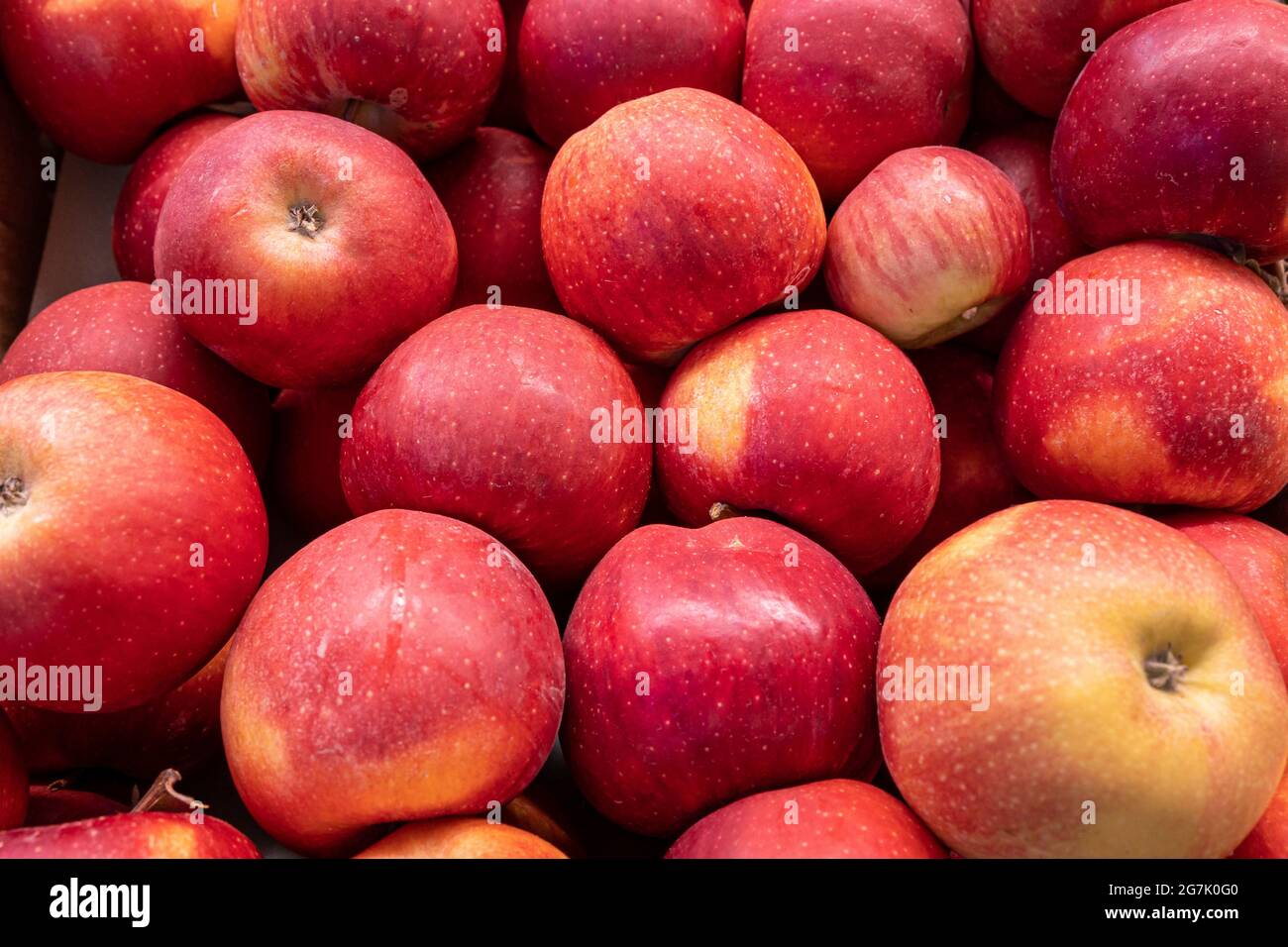 Farmers picking apples hi-res stock photography and images - Alamy