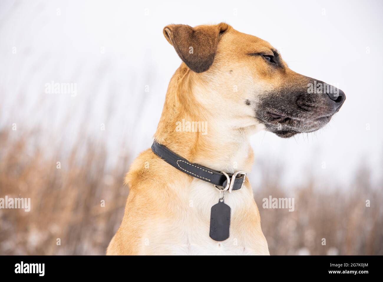 Low angle shot of a cute domestic Black Mouth Cur Stock Photo - Alamy