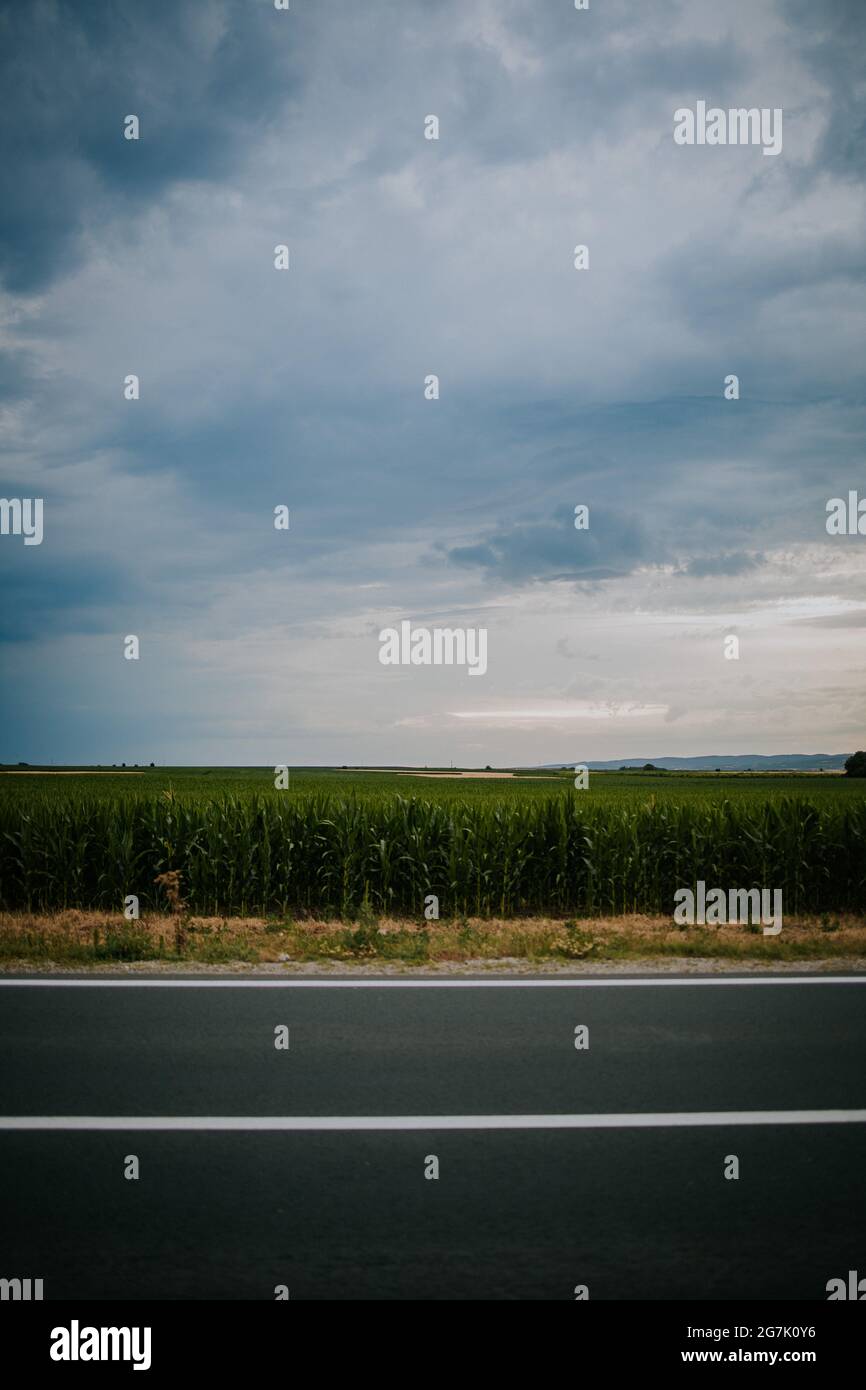 Road in corn plantation hi-res stock photography and images - Alamy