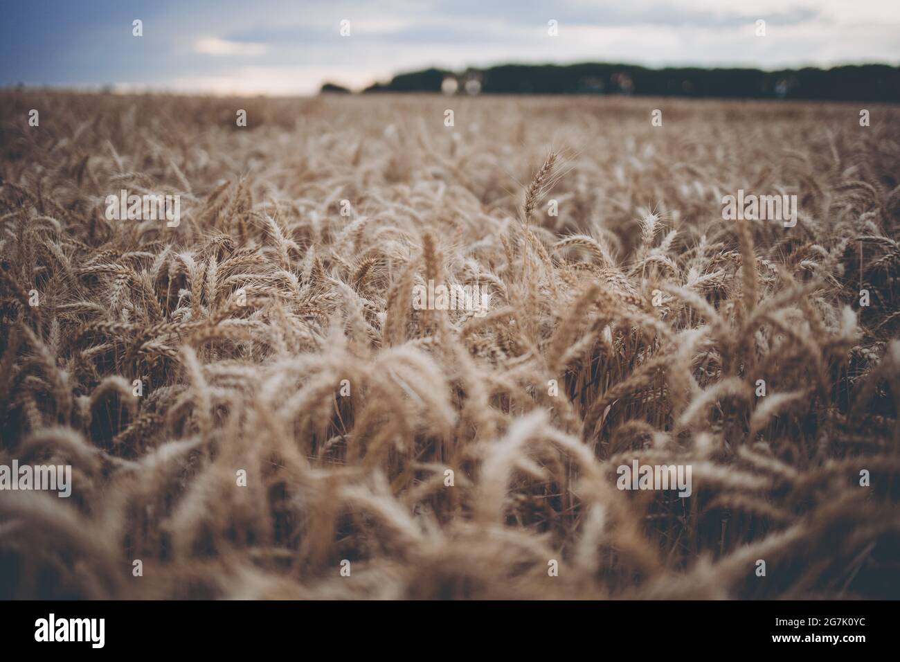 Selective focus shot of ripen wheat grains in the wheat field Stock ...