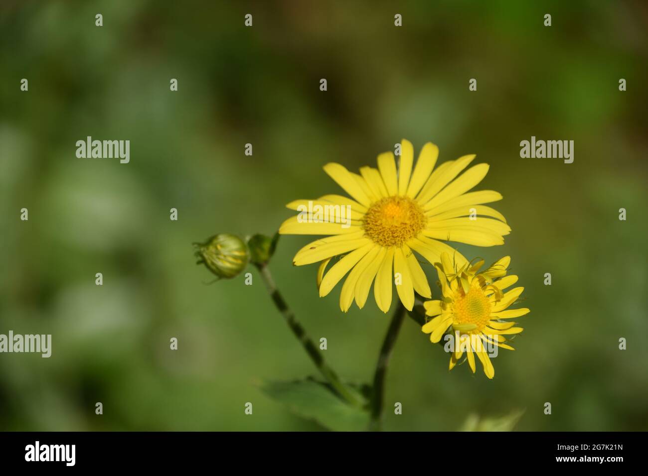 Stunning flowering yellow leopard's bane flower blossom Stock Photo - Alamy