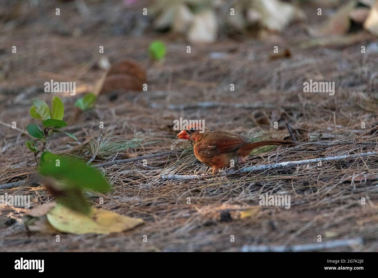 Foraging juvenile male red cardinal Cardinalis cardinalis bird as it ...