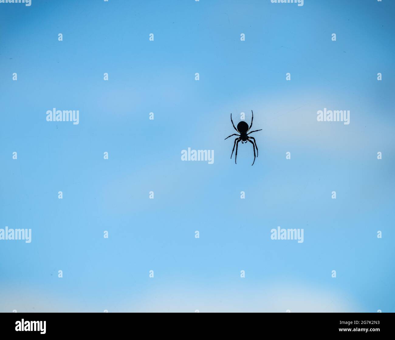 Black spider hanging in a blue sky Stock Photo - Alamy