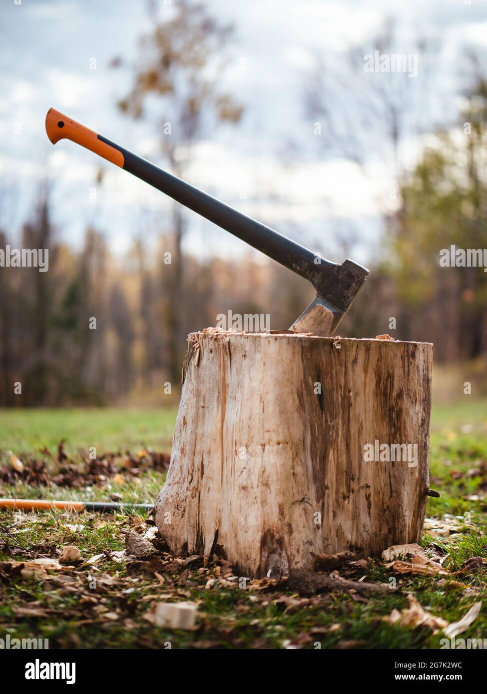Ax in a tree trunk in the forest - deforestation, clearance ...