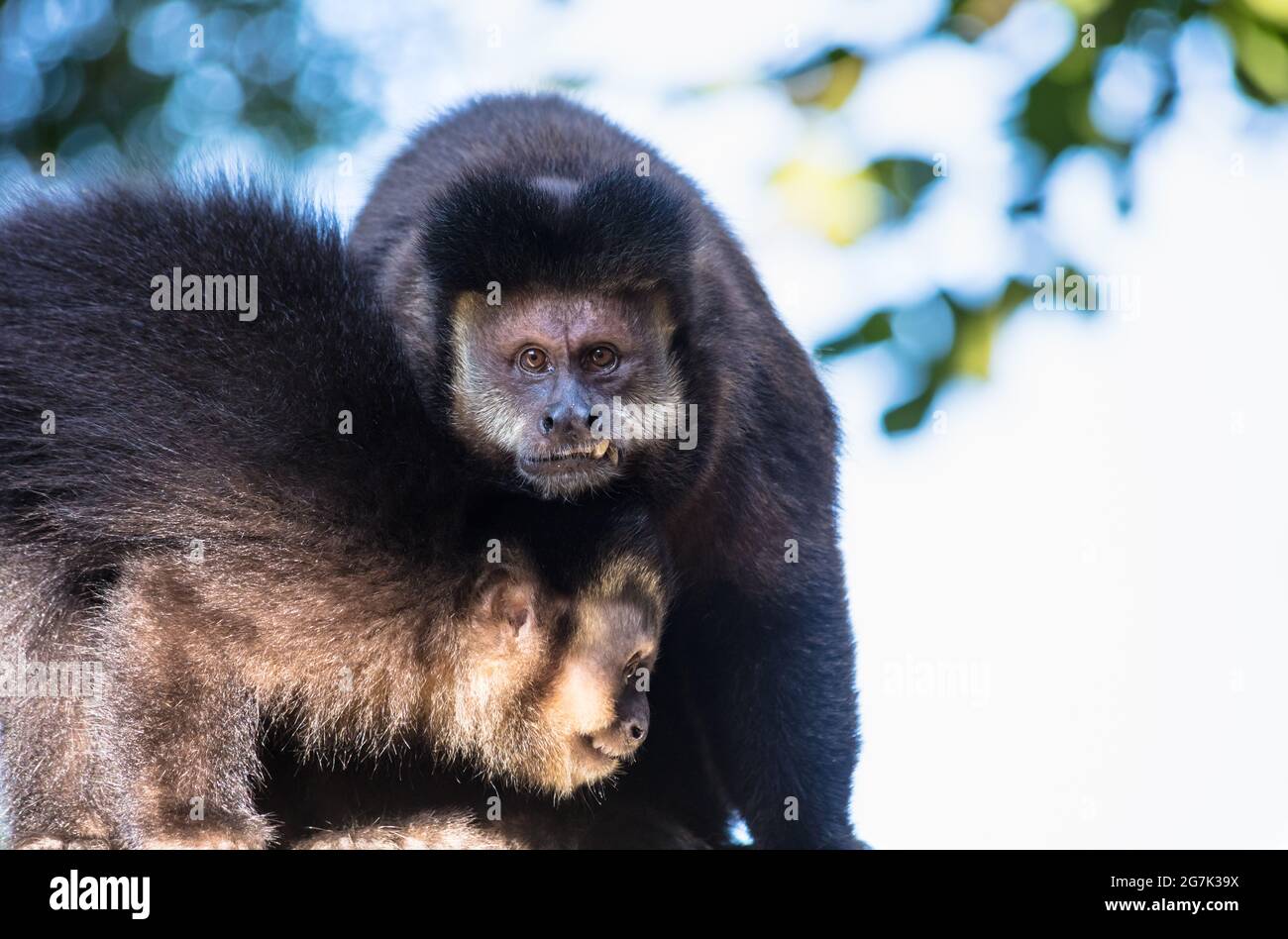 Closeup image of a brown capuchin monkey holding his head on another ...
