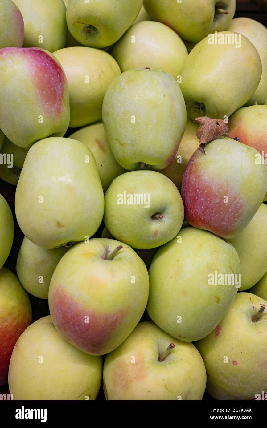 Farmers picking apples hi-res stock photography and images - Alamy
