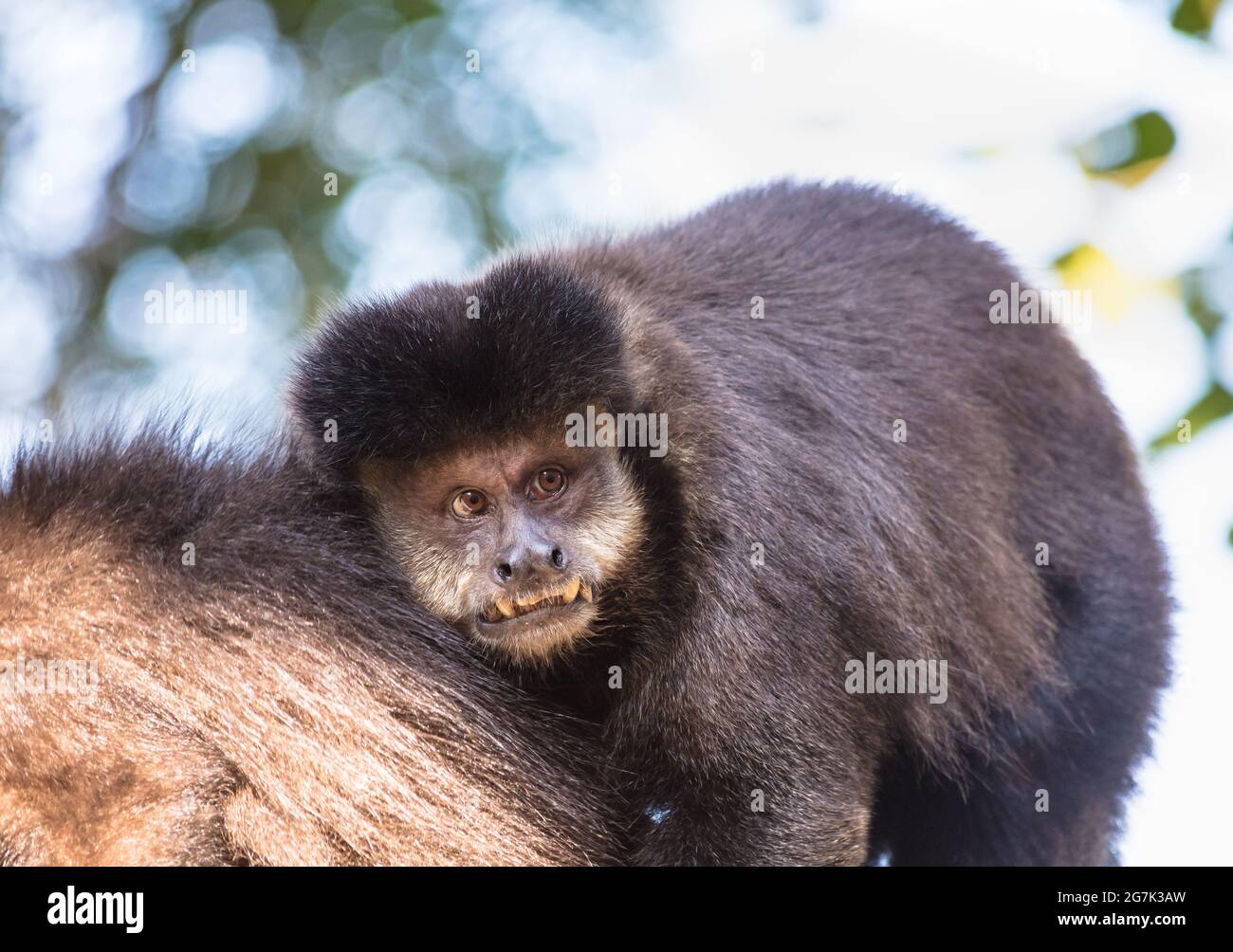 Closeup image of a brown capuchin monkey laying on another monkey Stock ...