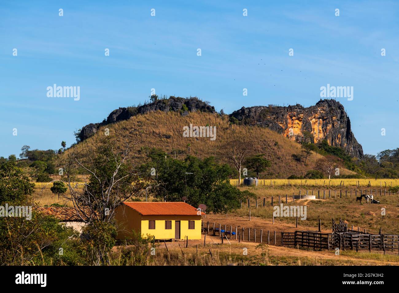 America wild life hi-res stock photography and images - Alamy