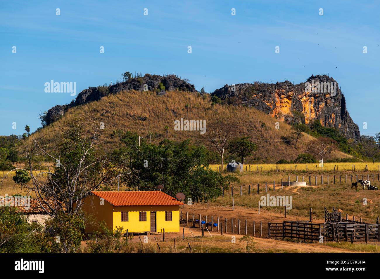 America wild life hi-res stock photography and images - Alamy