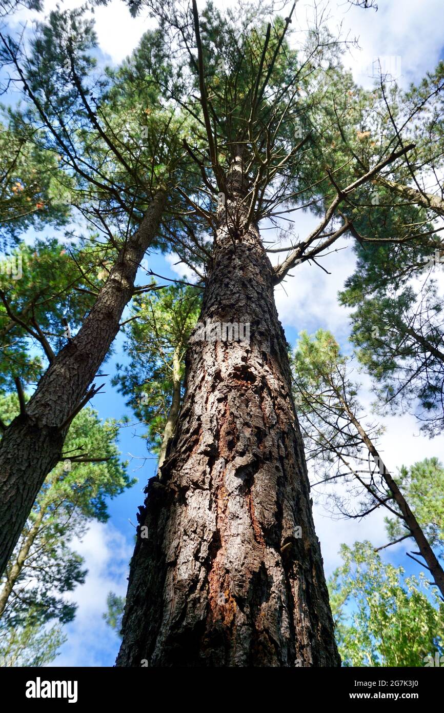 Low angle shot of a tall pine tree in the forest Stock Photo - Alamy