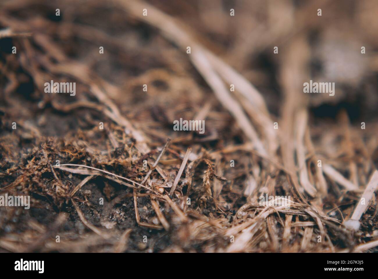 Closeup shot of a textured dirt surface with dried sticks Stock Photo ...