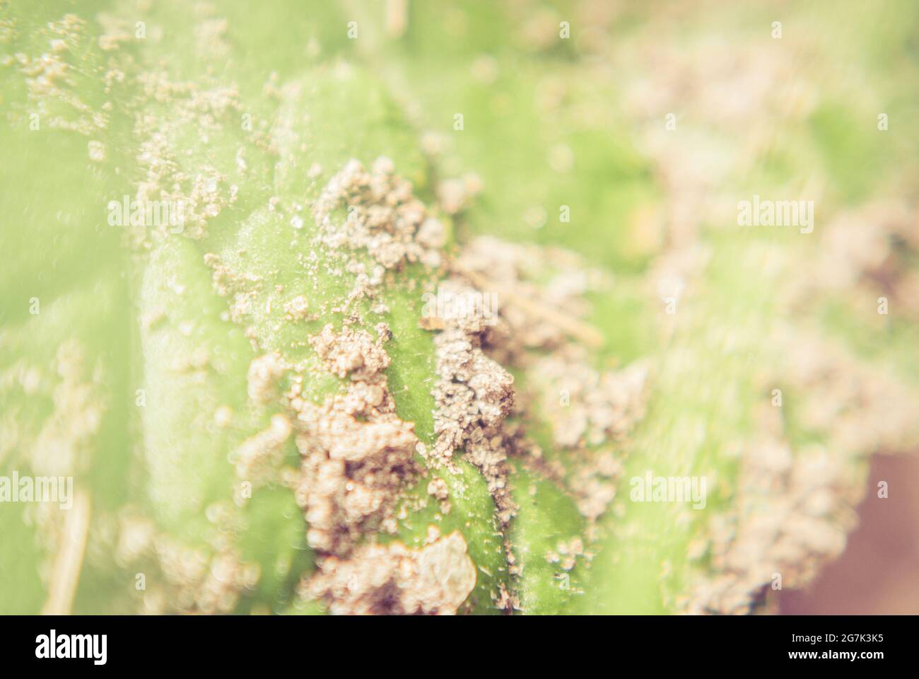 Green bumps old hi-res stock photography and images - Alamy
