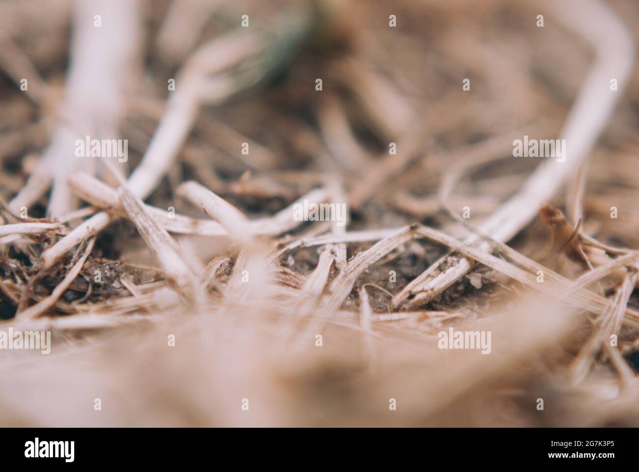Closeup shot of a textured floor surface with broken tiles and dried ...