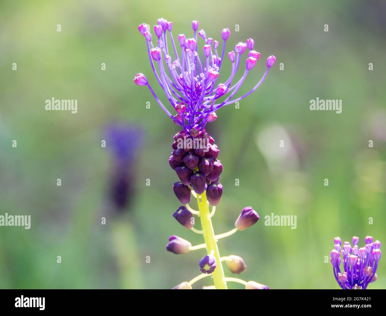 Closeup shot of a blooming Grape hyacinth plant in Tenerife island ...