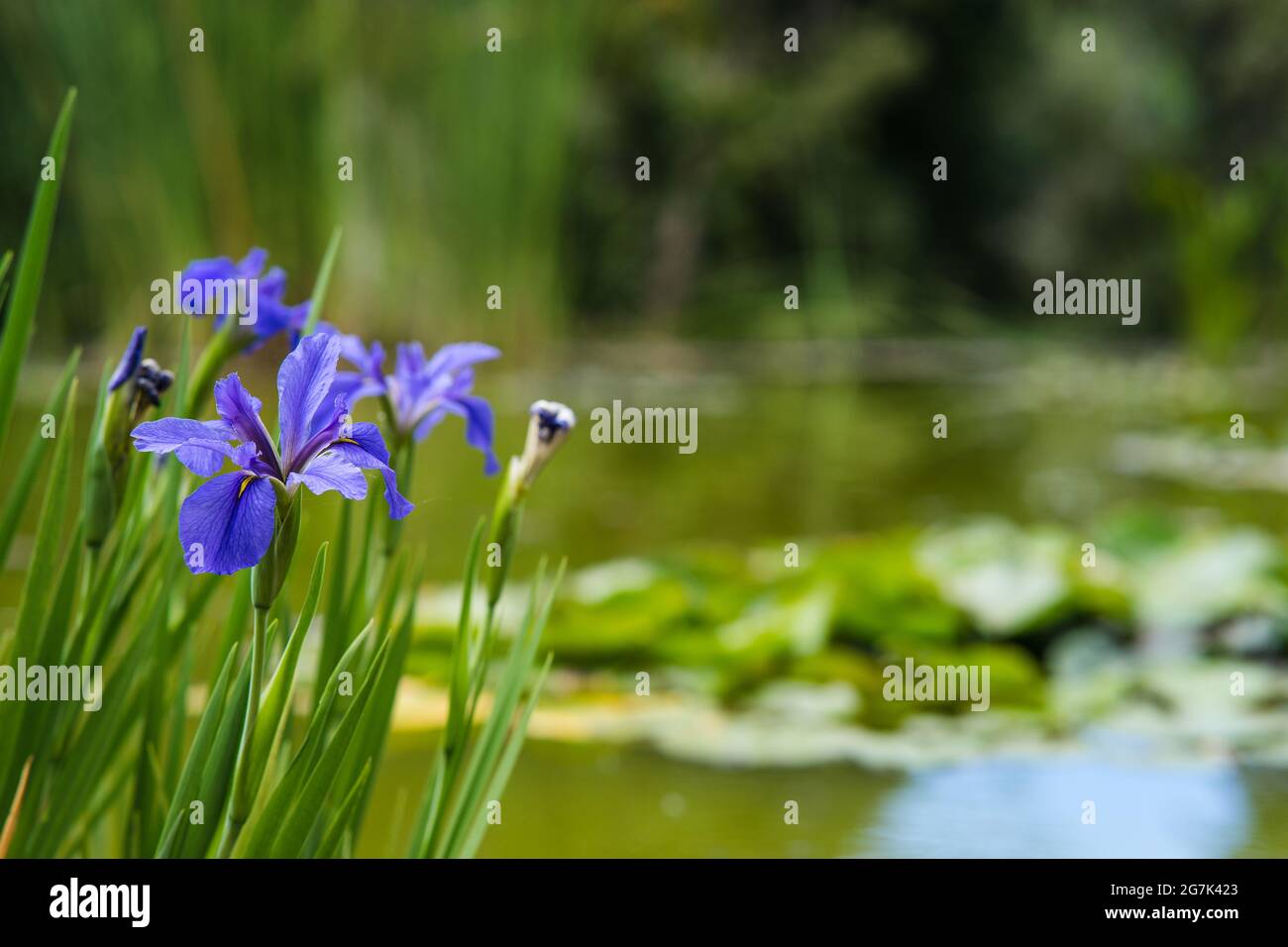 Closeup shot of growing Iris flowers near a pond in Tenerife island ...