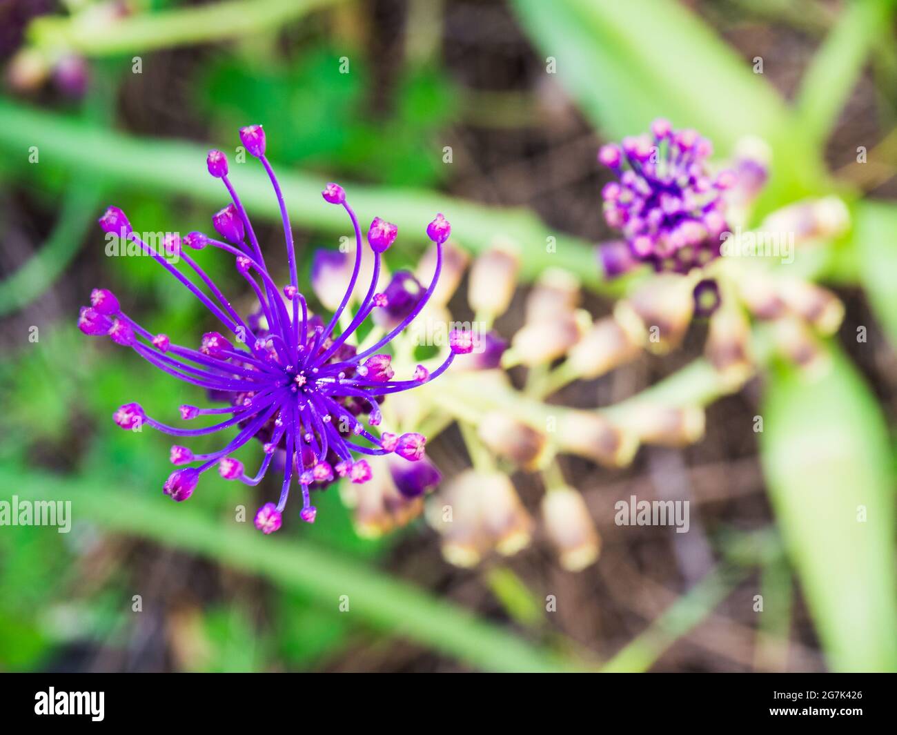High angle shot of a blooming Grape hyacinth plant in Tenerife island ...