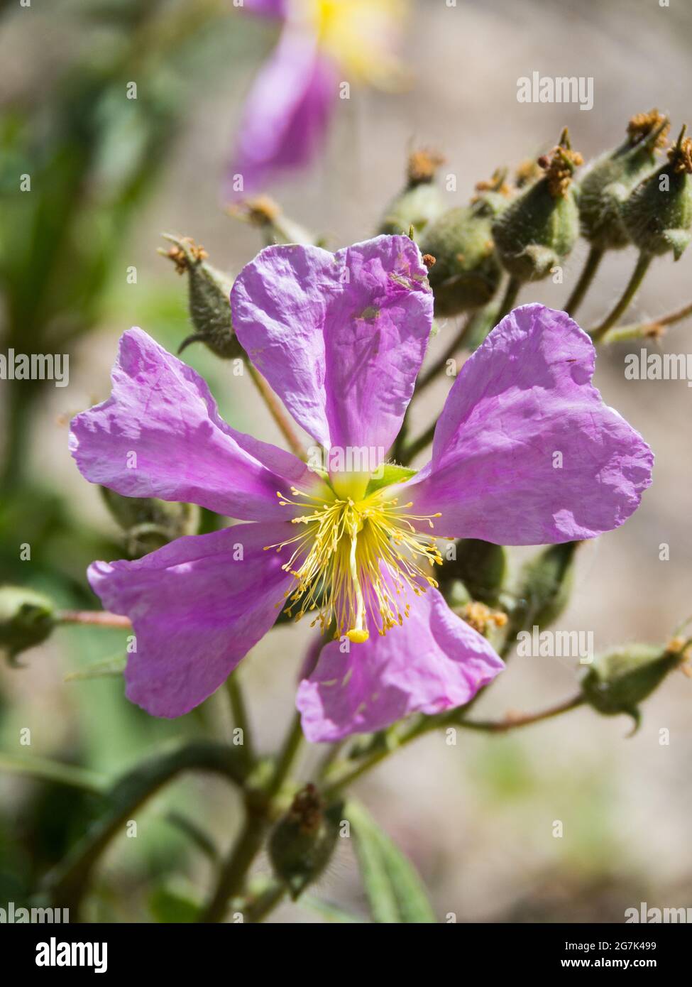 Vertical shot of blooming purple Cistus flower in Tenerife island ...