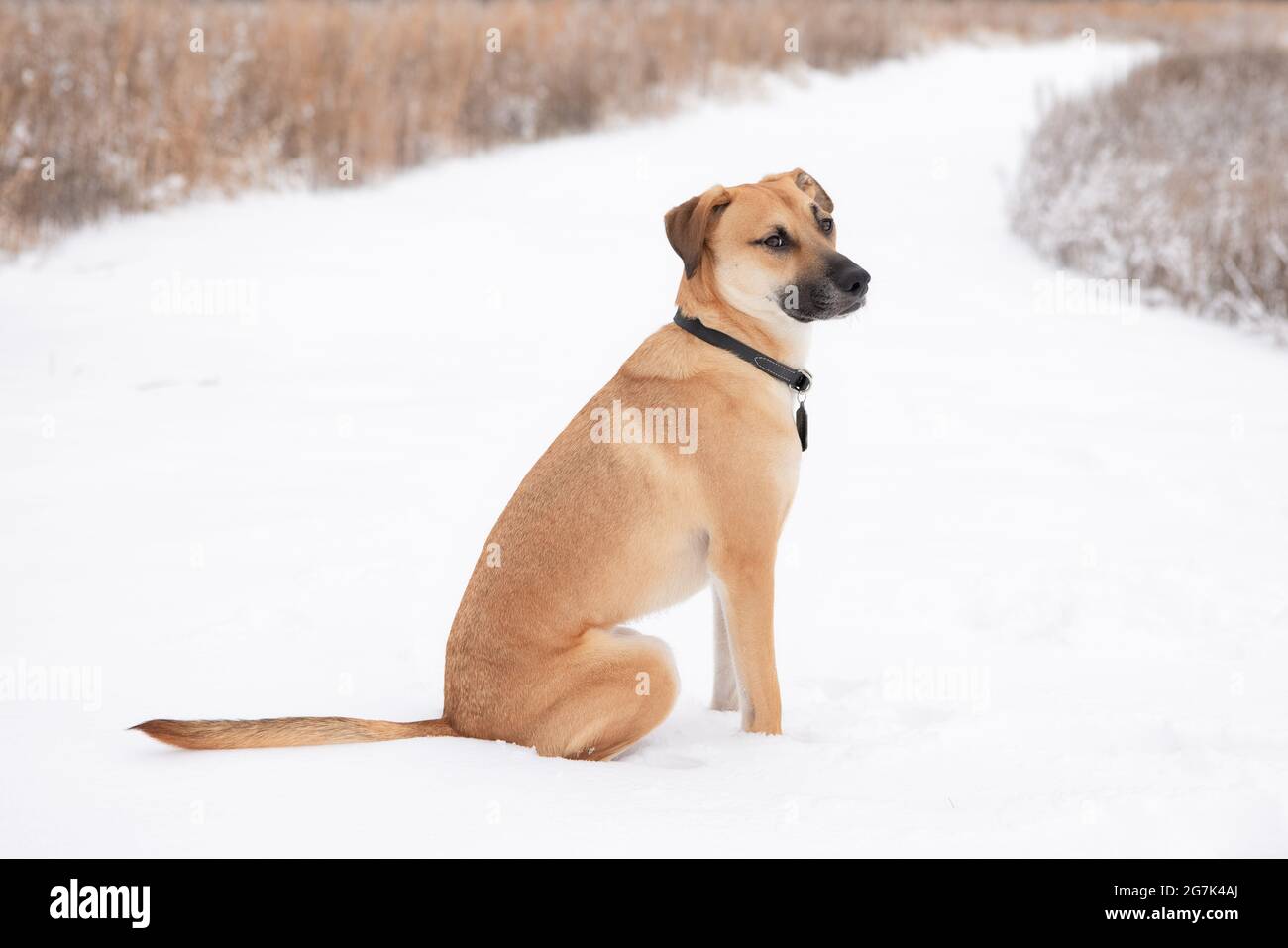 Cute domestic Black Mouth Cur sitting on a snow-covered trail Stock ...