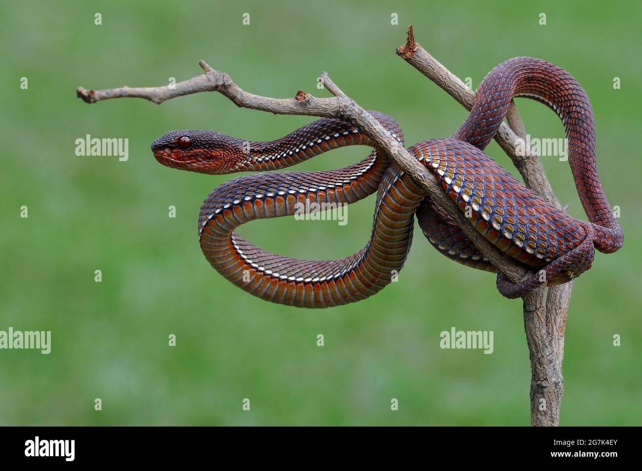 Red snake on the wood Stock Photo - Alamy