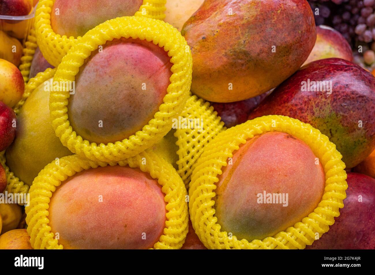 Fresh mango, a tray of ripe juicy mango fruits in a packaging grid ...