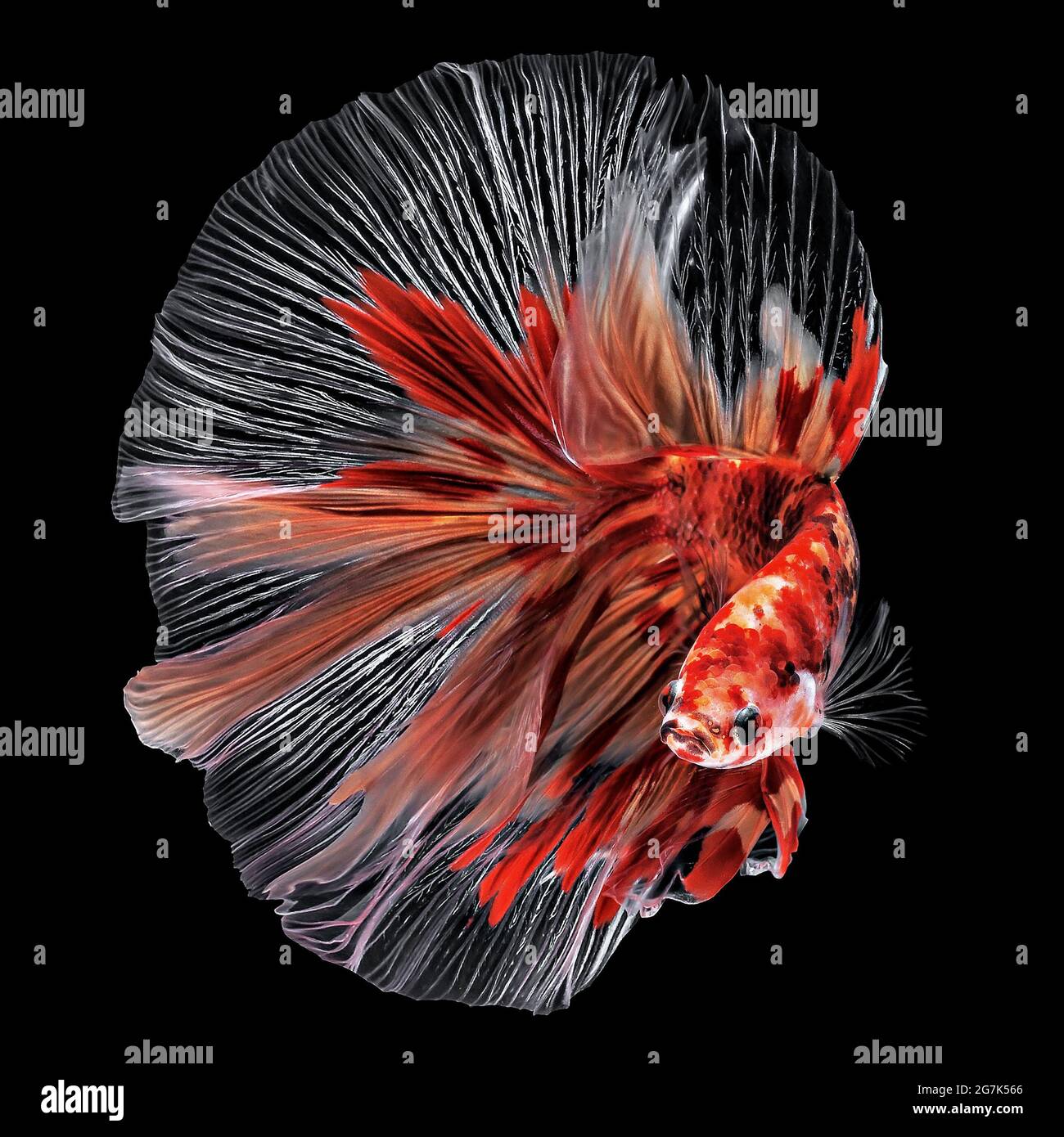 Betta fish in the aquarium Stock Photo - Alamy