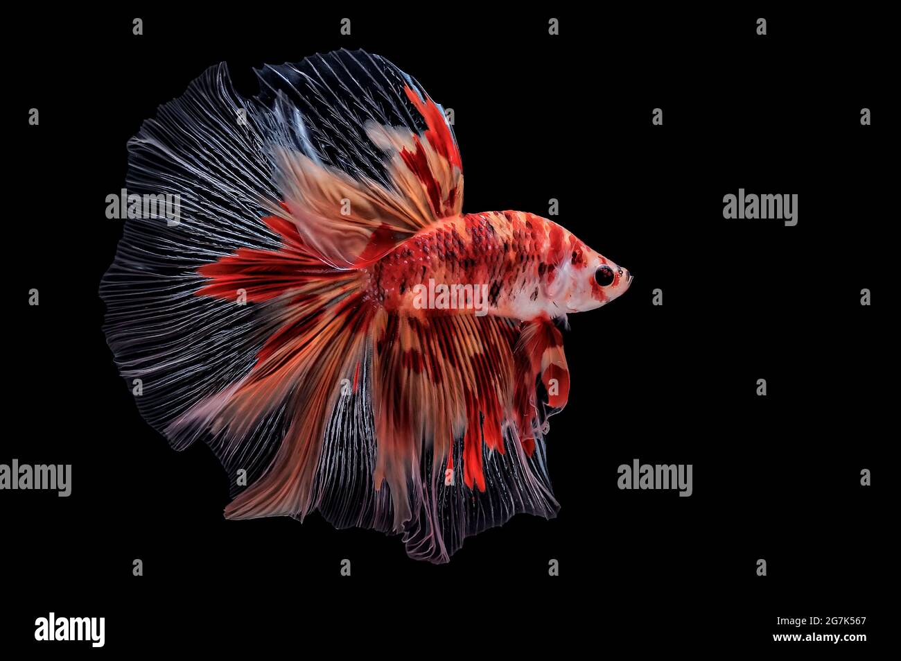 Beautiful Betta Fish Stock Photo - Alamy