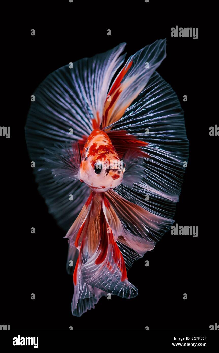 close up betta fish Stock Photo - Alamy
