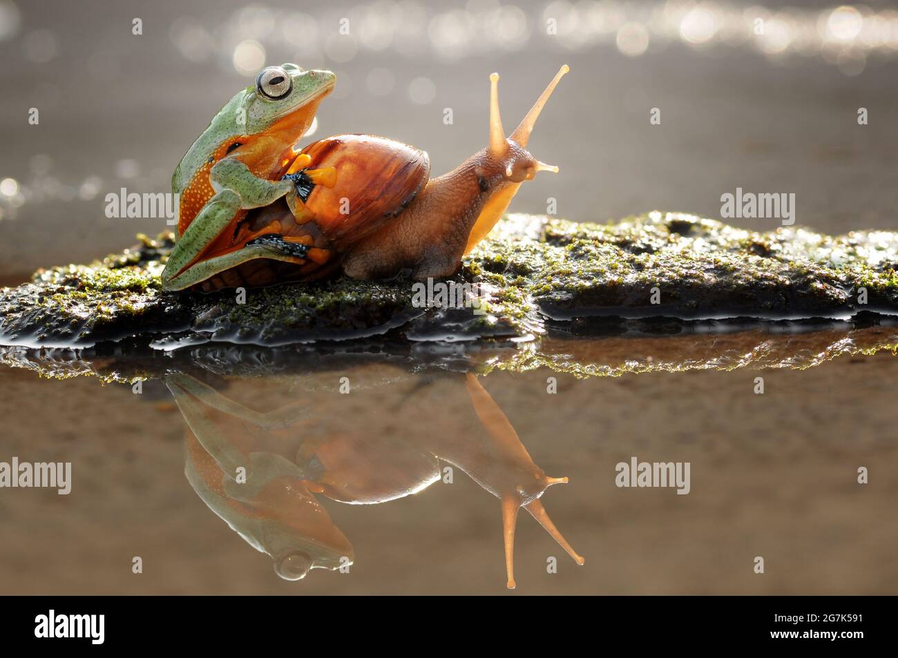 Snail frog hi-res stock photography and images - Alamy