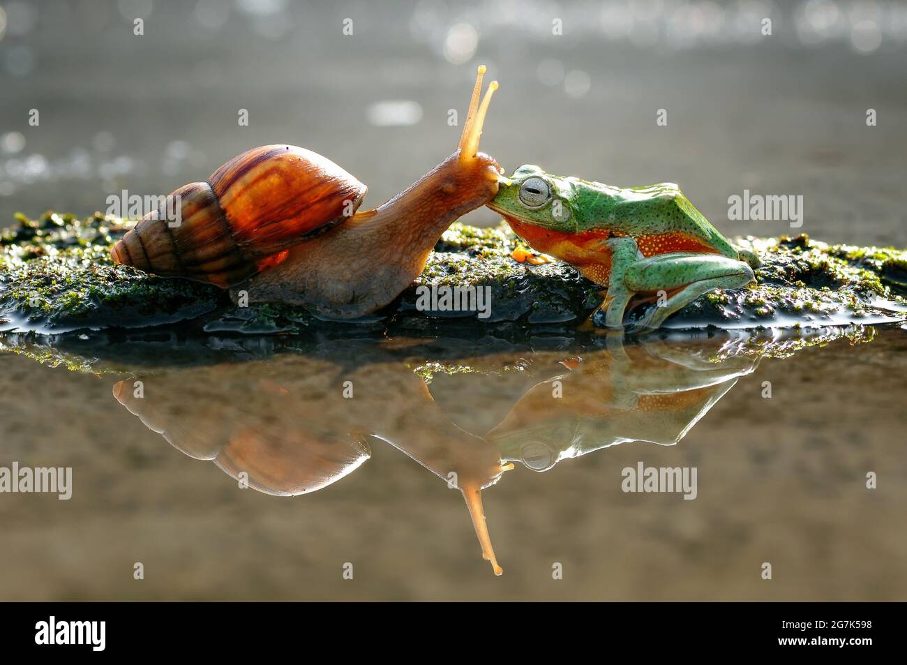 Snail frog hi-res stock photography and images - Alamy