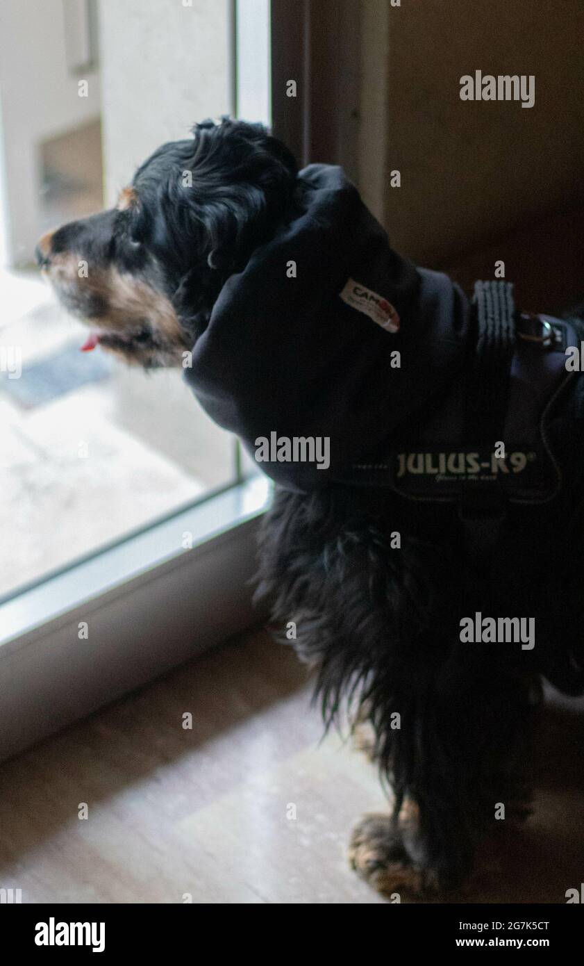 TRIESTE, ITALY - Jun 02, 2021: A black dog wearing a K9 harnessed ...