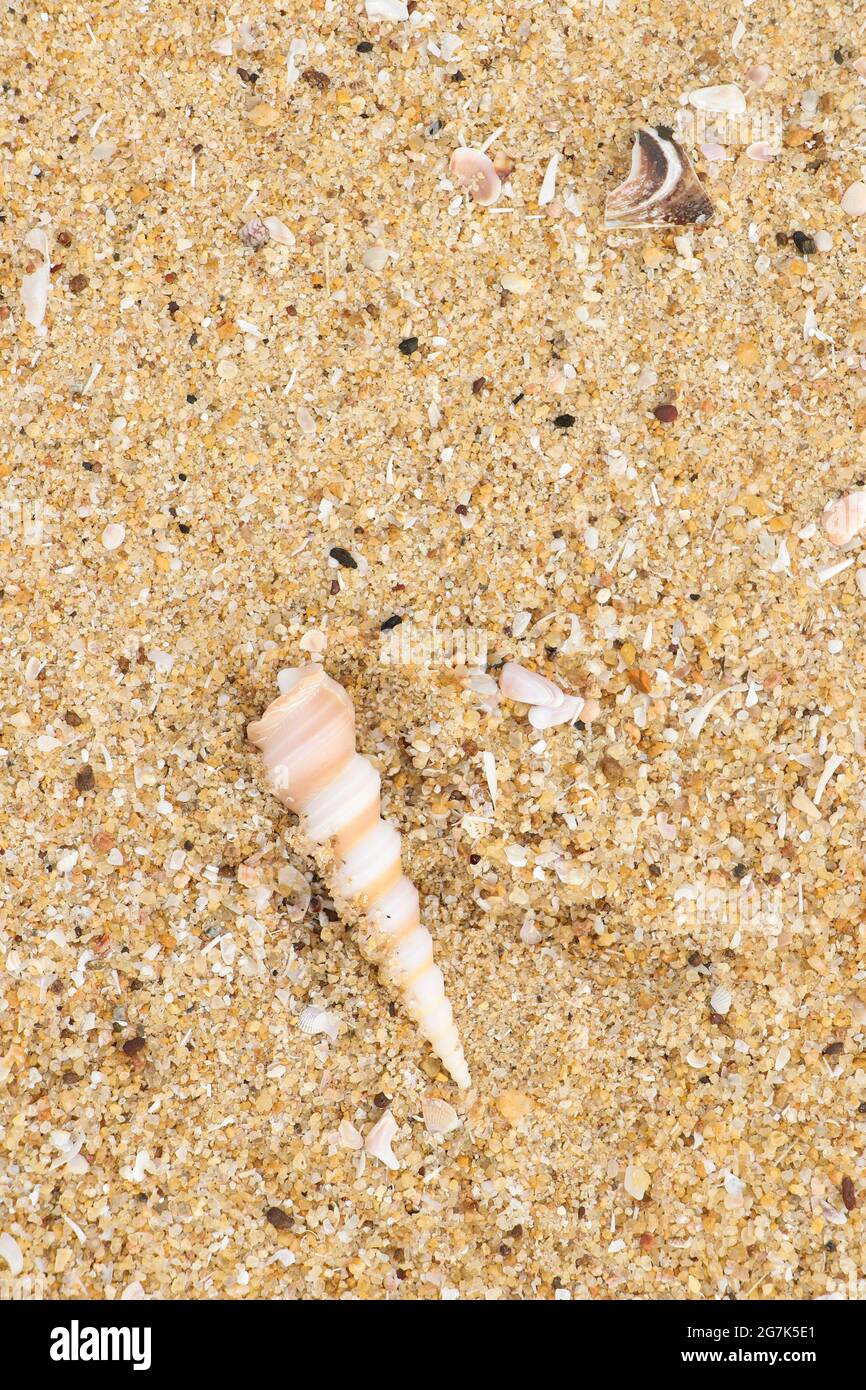 Top view of Sea shells on sand, beach background in summer Stock Photo ...