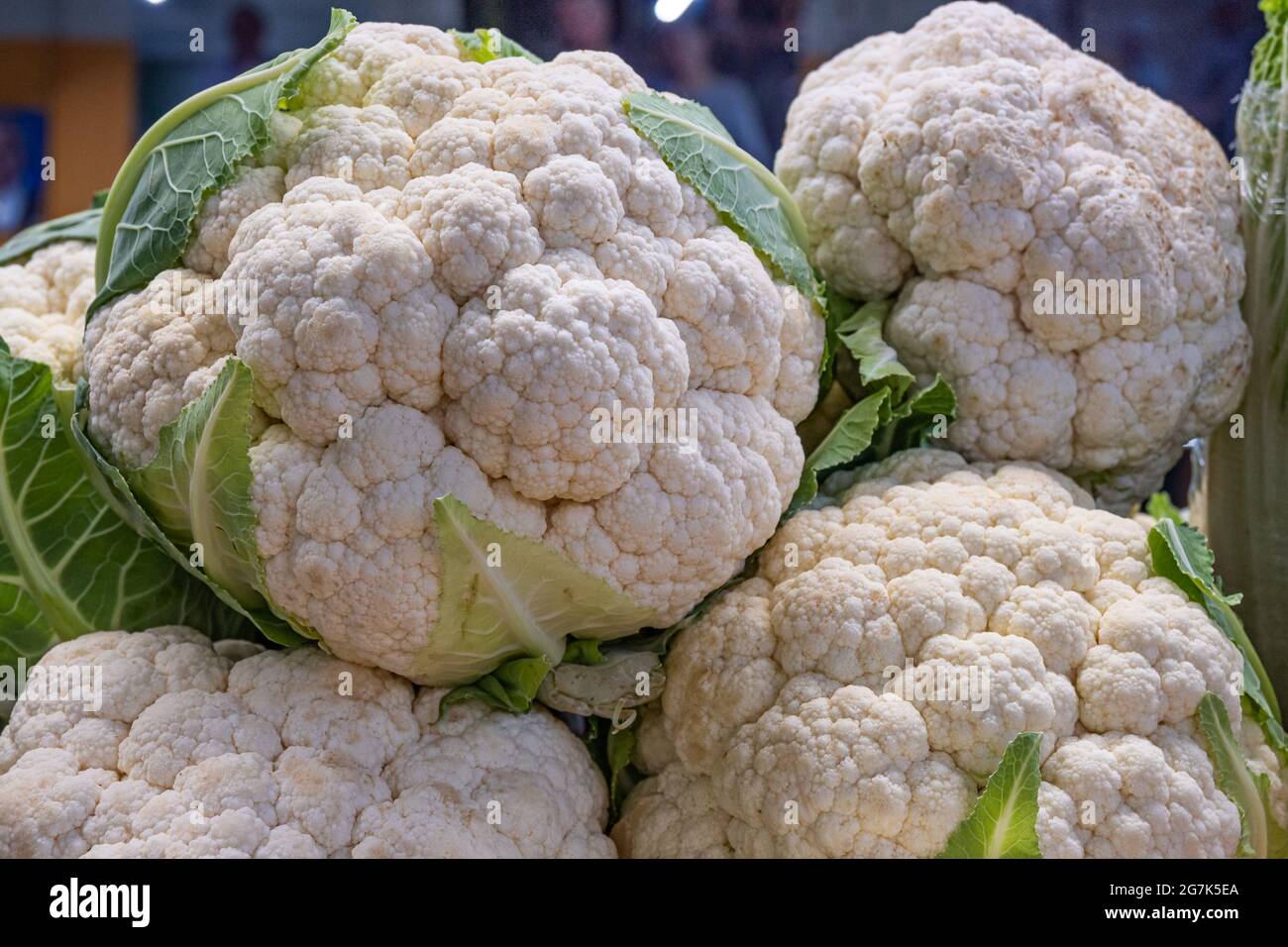 A pile of cauliflower, a tray of ripe cauliflower heads close-up at a ...