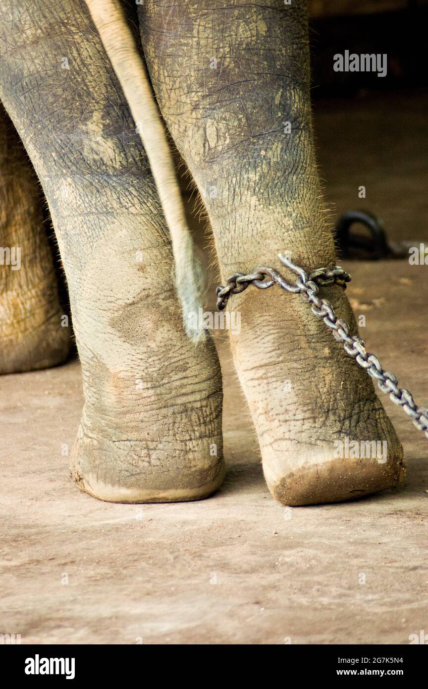 Vertical shot of an elephant chained with metal shackles, in an ...