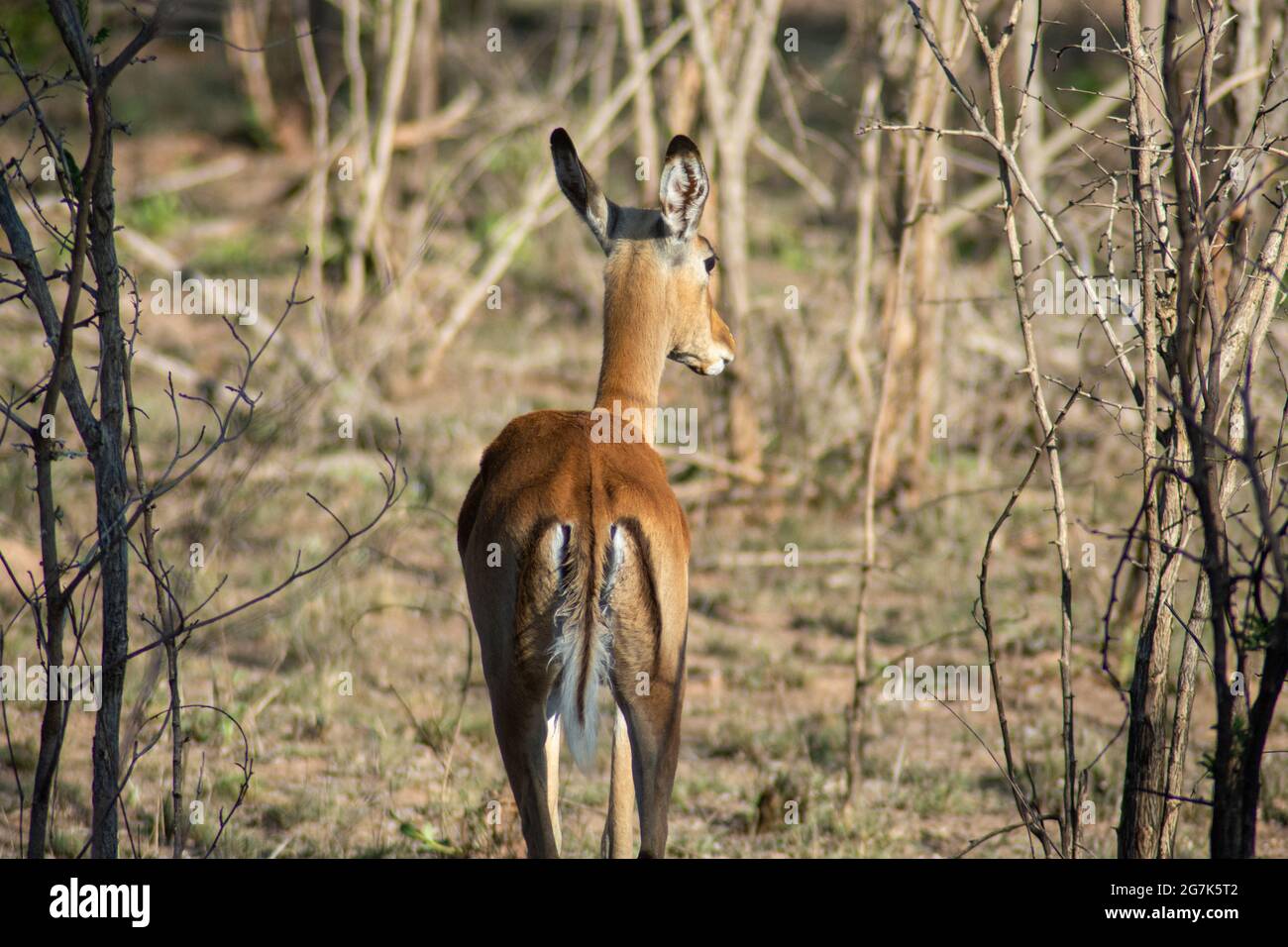 Closeup of a single wild deer in a Safari Park in Africa during ...