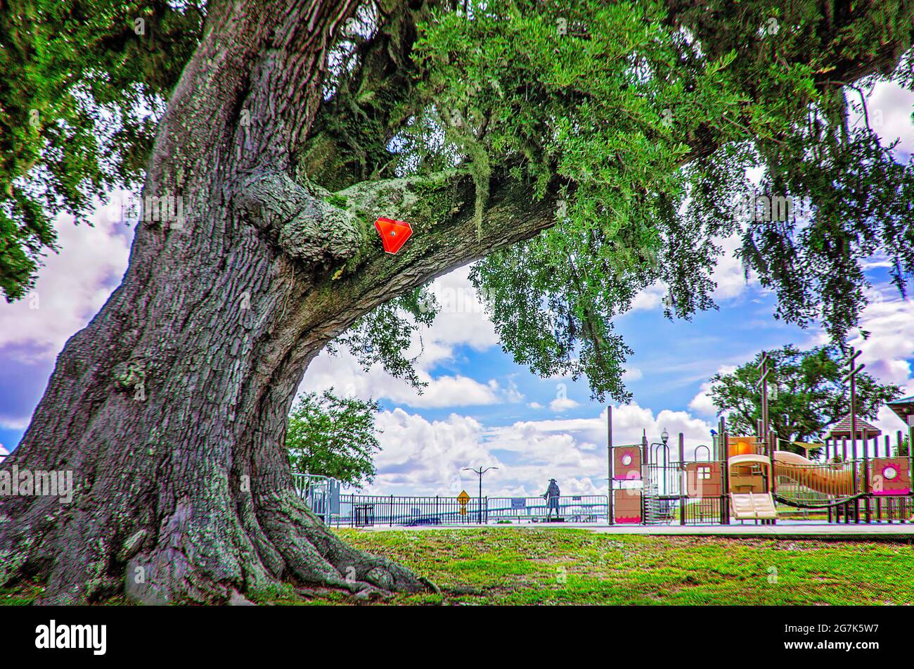 A 200-year-old live oak tree with a Hurricane Katrina high water marker ...