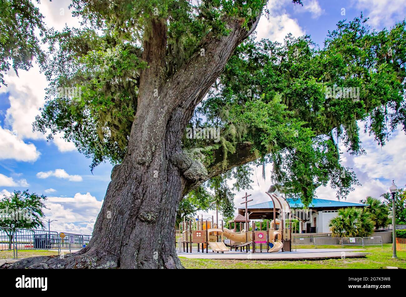 A 200-year-old live oak tree leans near the Fort Maurepas Park ...