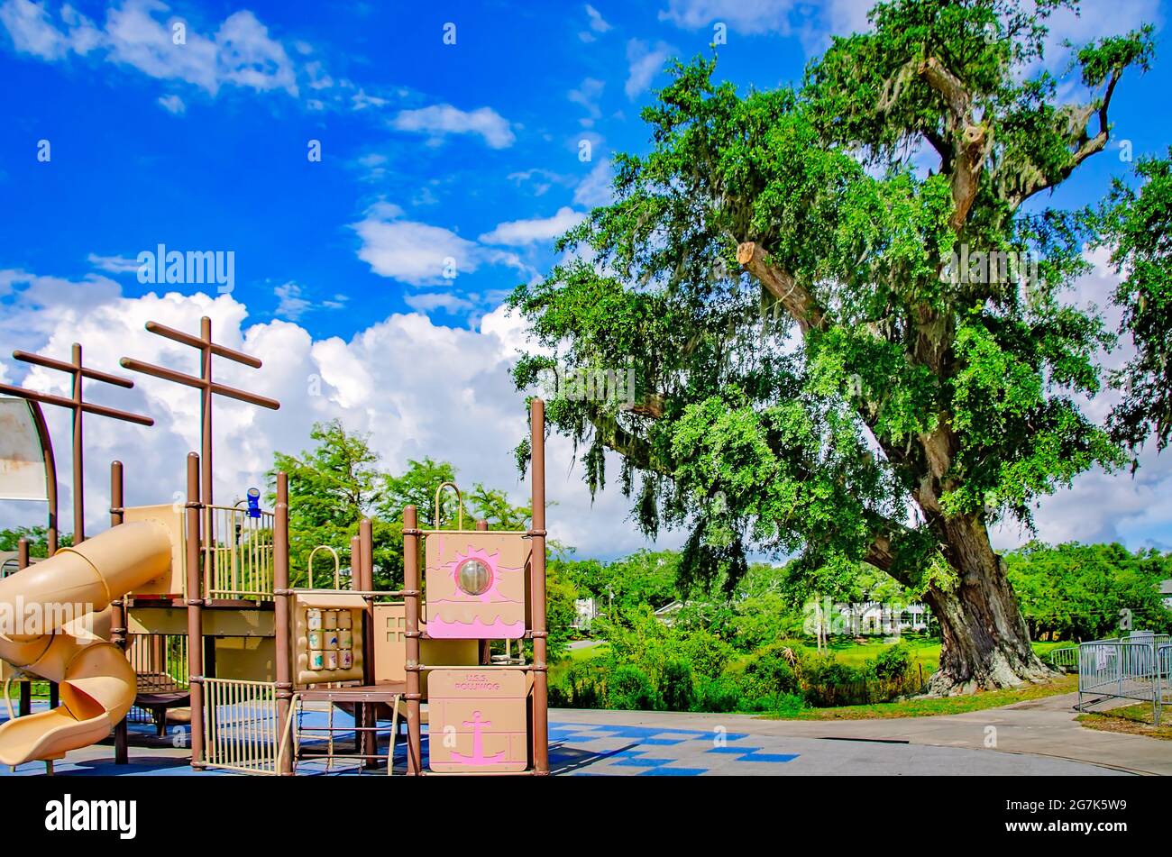 A 200-year-old live oak tree leans near the Fort Maurepas Park ...
