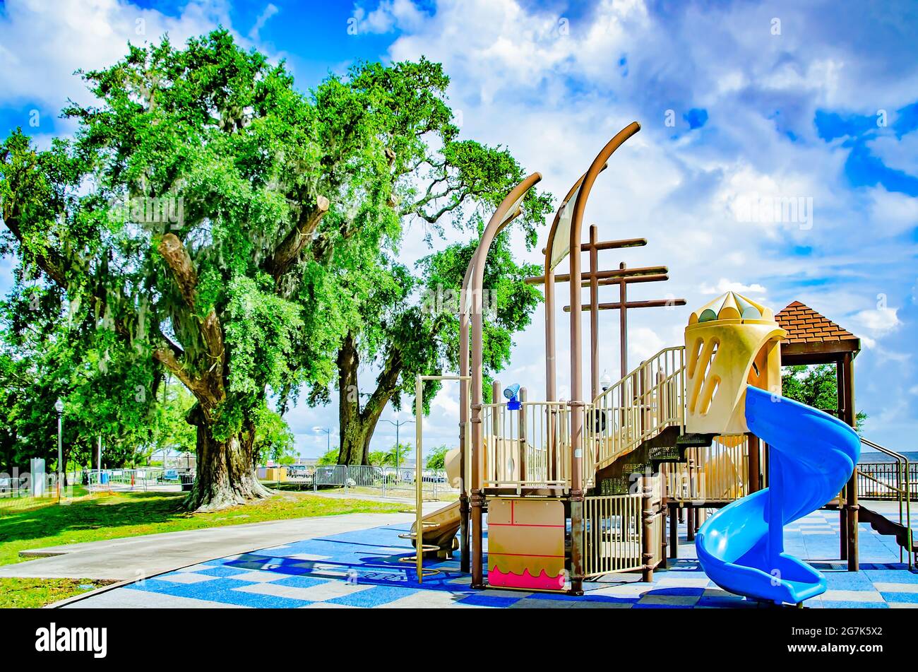 A 200-year-old live oak tree leans near the Fort Maurepas Park ...