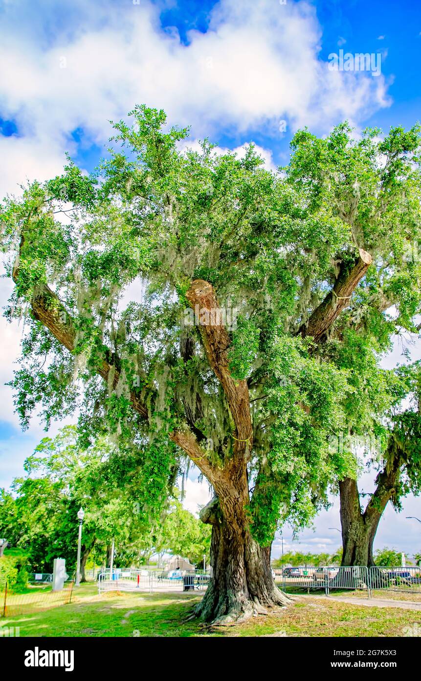A 200 Year Old Live Oak Tree Leans Near The Fort Maurepas Park