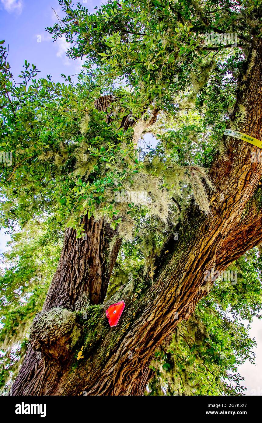 A 200-year-old live oak tree with a Hurricane Katrina high water marker ...