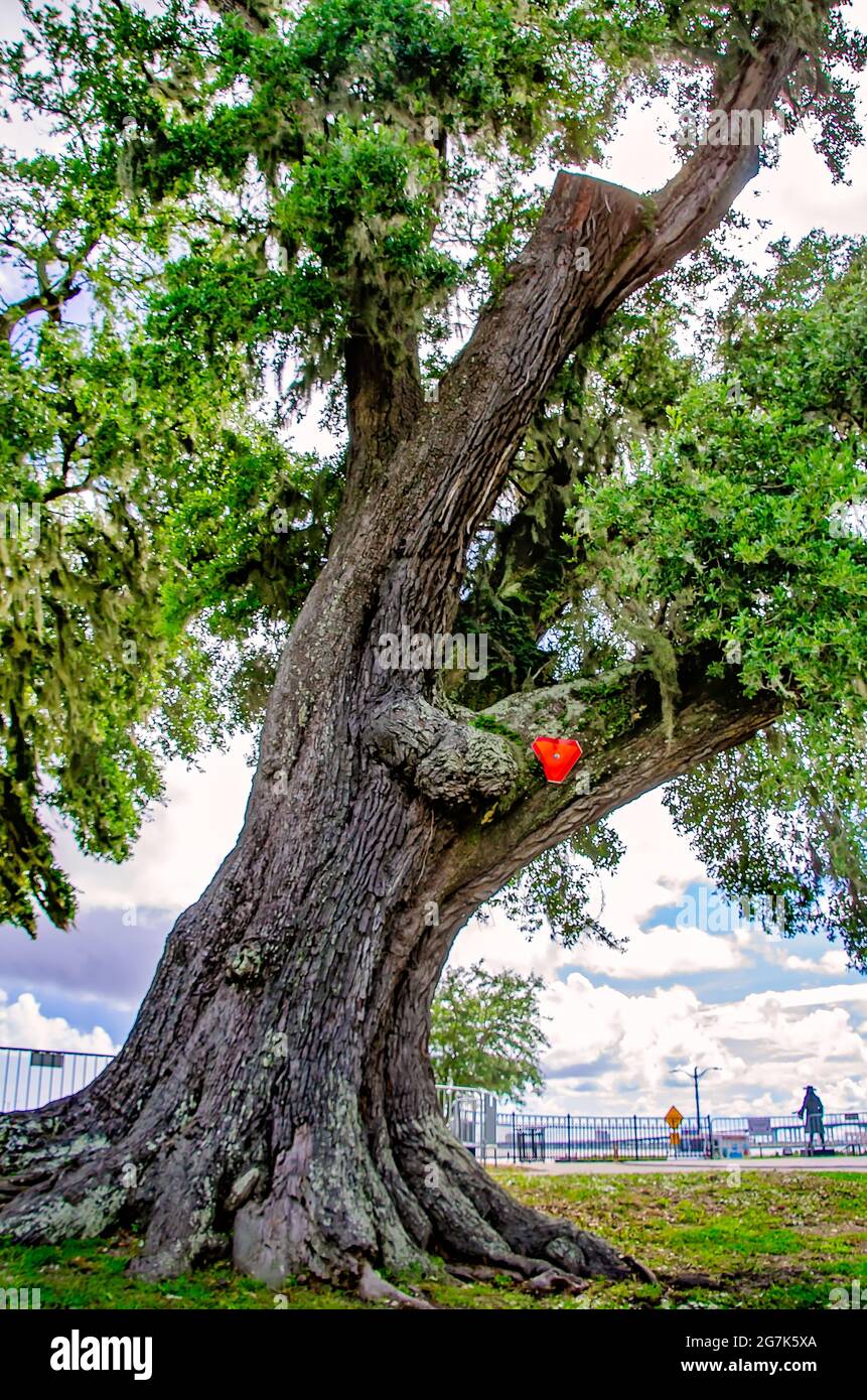 A 200-year-old live oak tree with a Hurricane Katrina high water marker ...