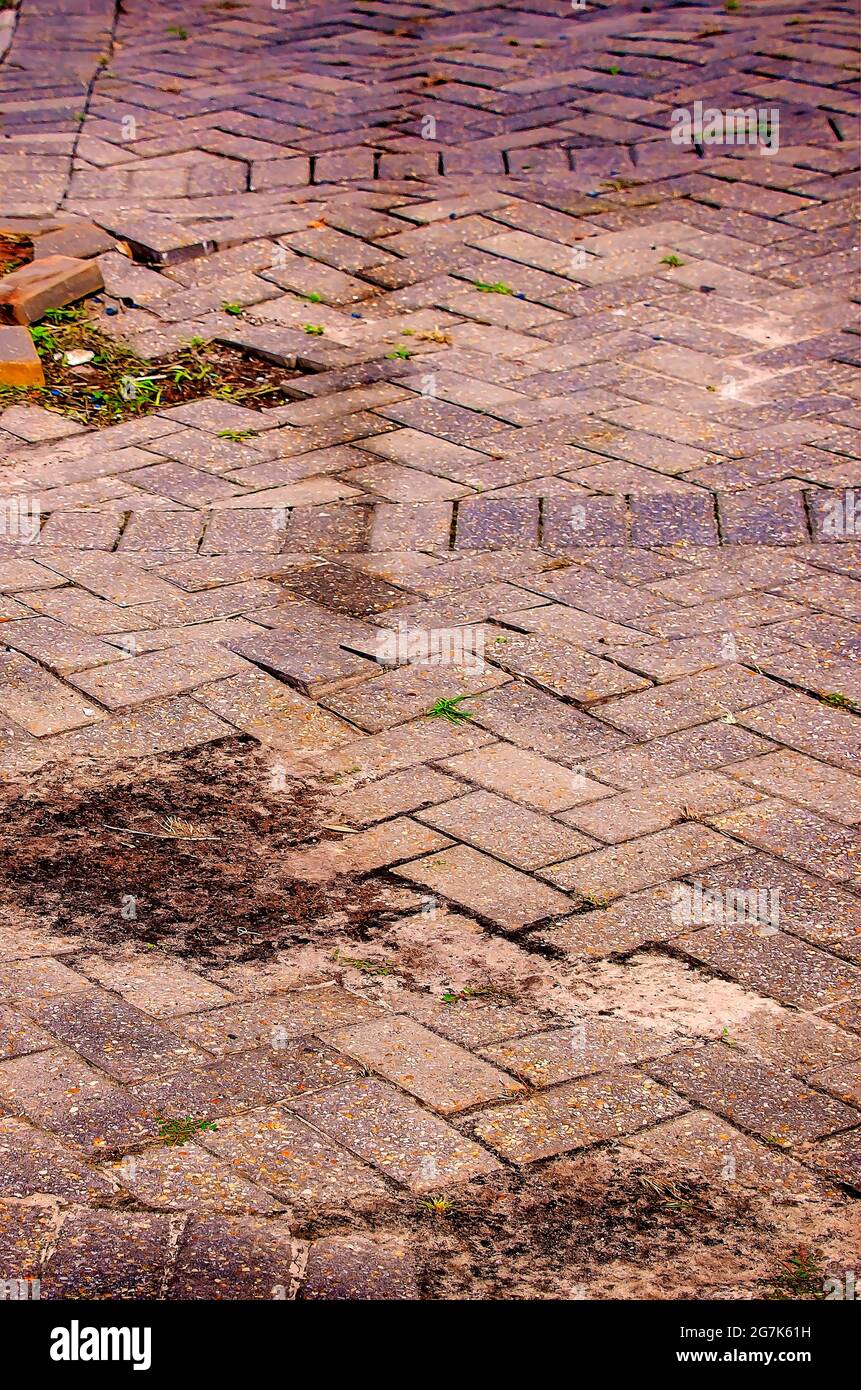 A brick sidewalk planted over a live oak tree’s roots shows signs of ...